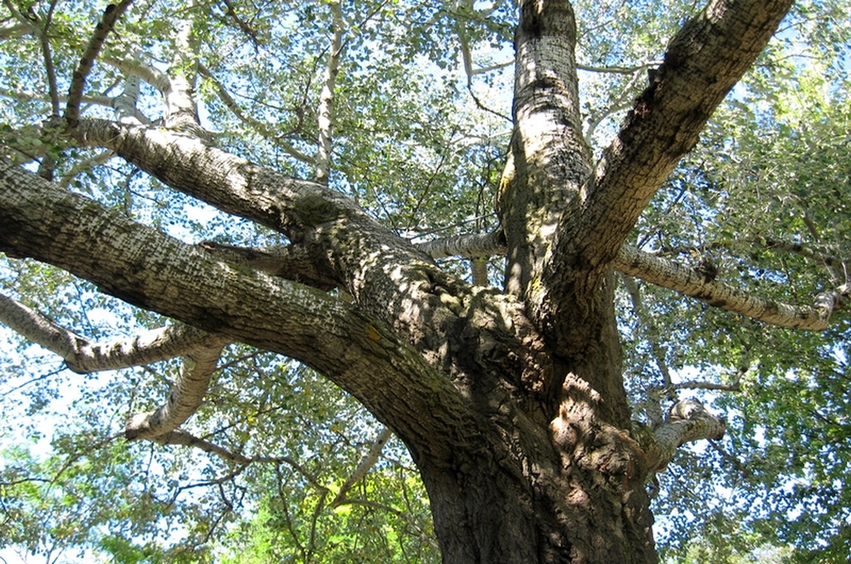 Gisoft Free Photos - Photos d'arbres gratuites