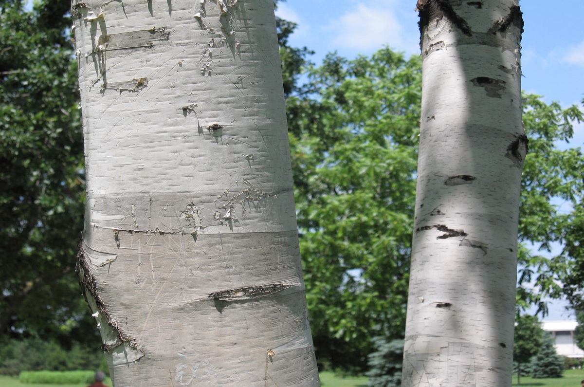 Gisoft Free Photos - Photos d'arbres gratuites