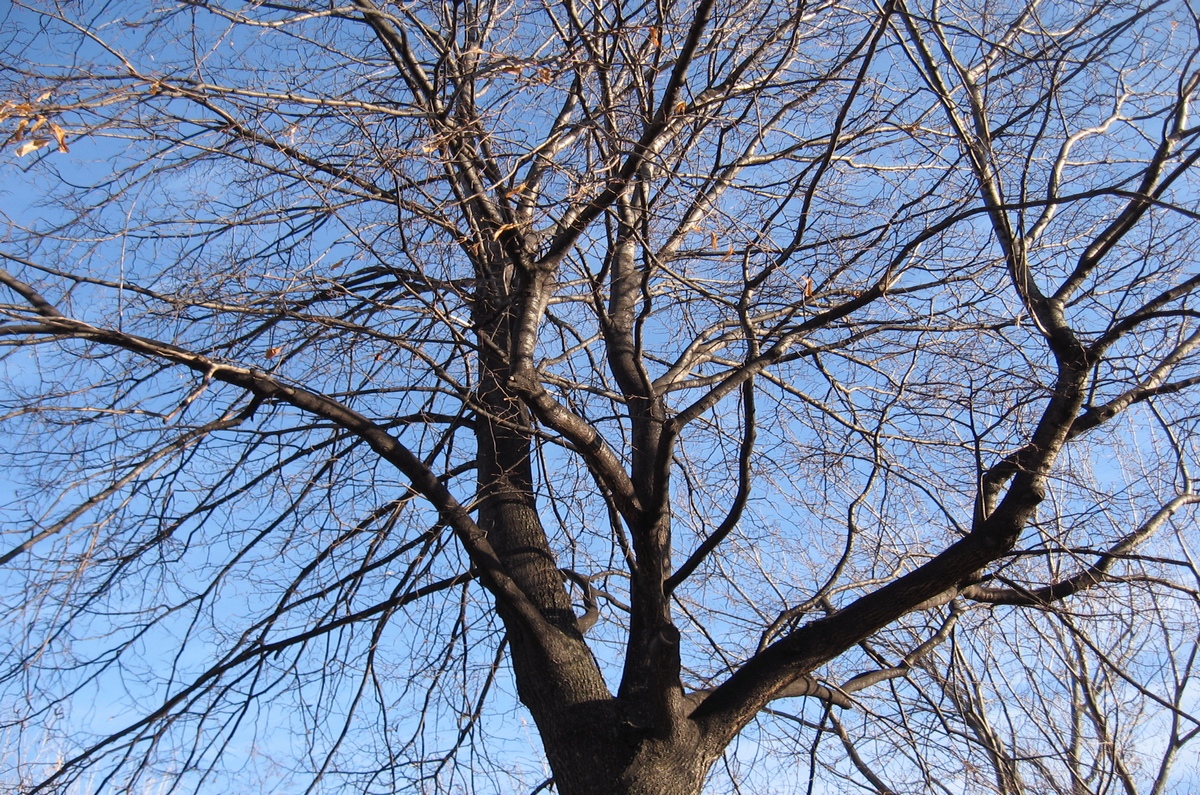 Gisoft Free Photos - Photos d'arbres gratuites